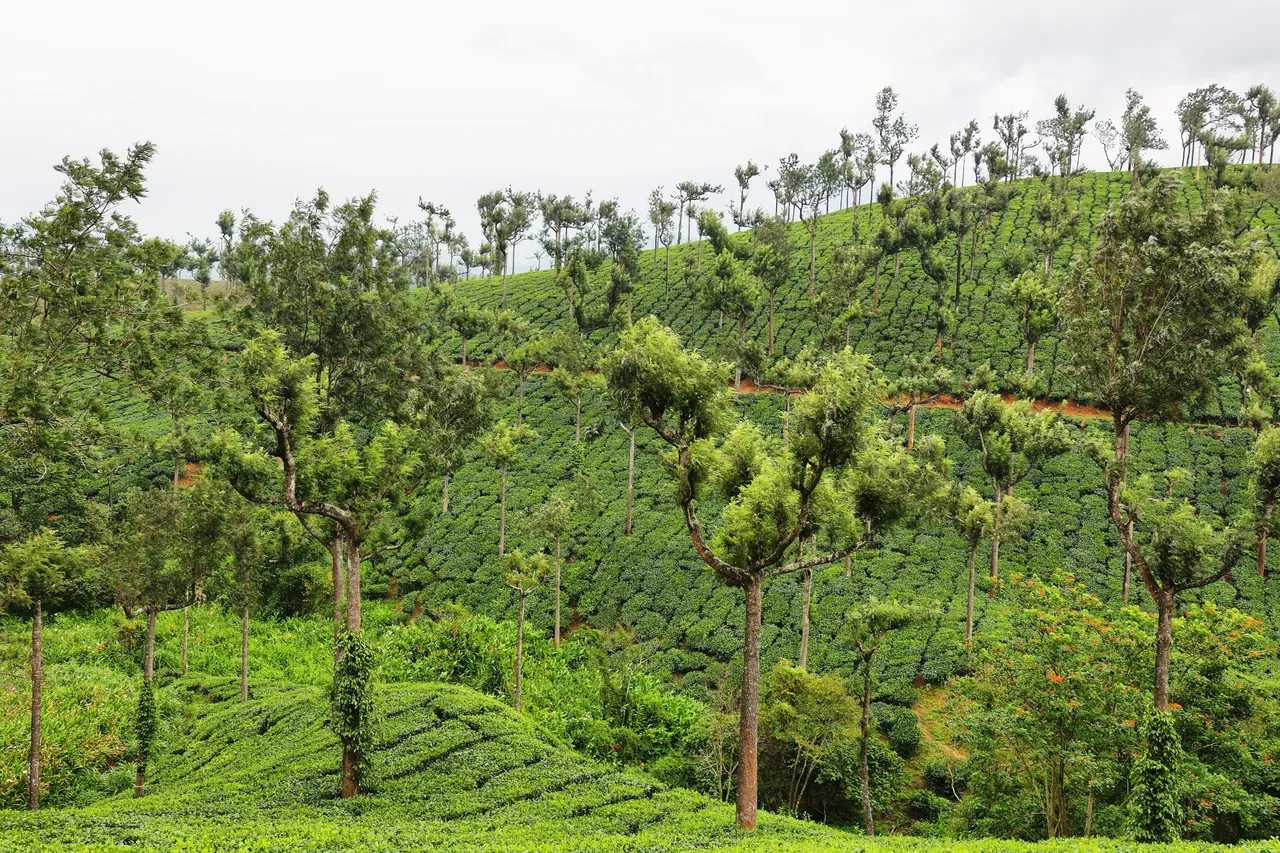 Essence of North India with Highlights of Kerala Extension for Solo ...