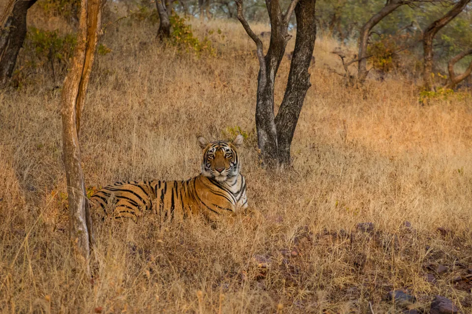 Darjeeling, Sikkim and the Himalayas with Tigers of Ranthambore ...