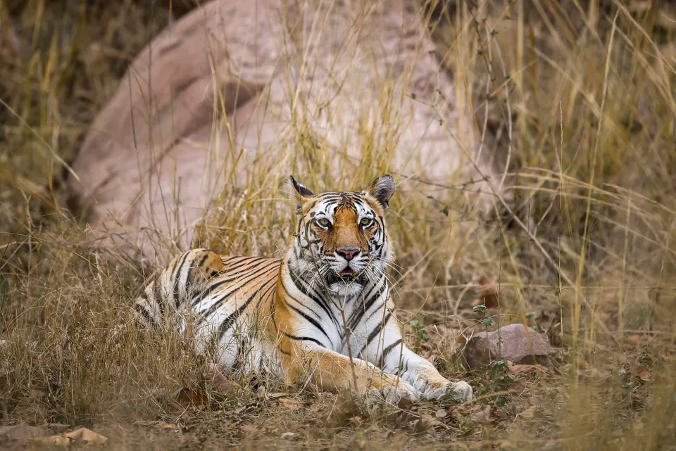 India's Tigers and Wildlife | Mercury Holidays