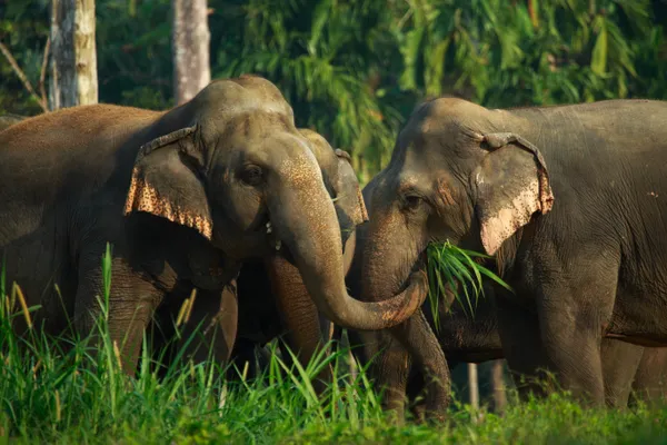 Classic Thailand with Elephant Hills Jungle Safari Extension - Private Tour | Mercury Holidays