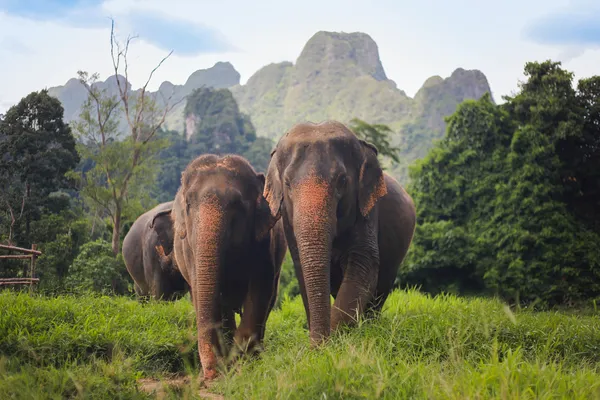 Sacred Thailand and Mystical Laos with Elephant Hills Jungle Safari Extension - Private Tour ...
