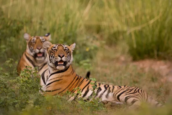 Beyond India's Golden Triangle with Tigers of Ranthambore - India Tours ...