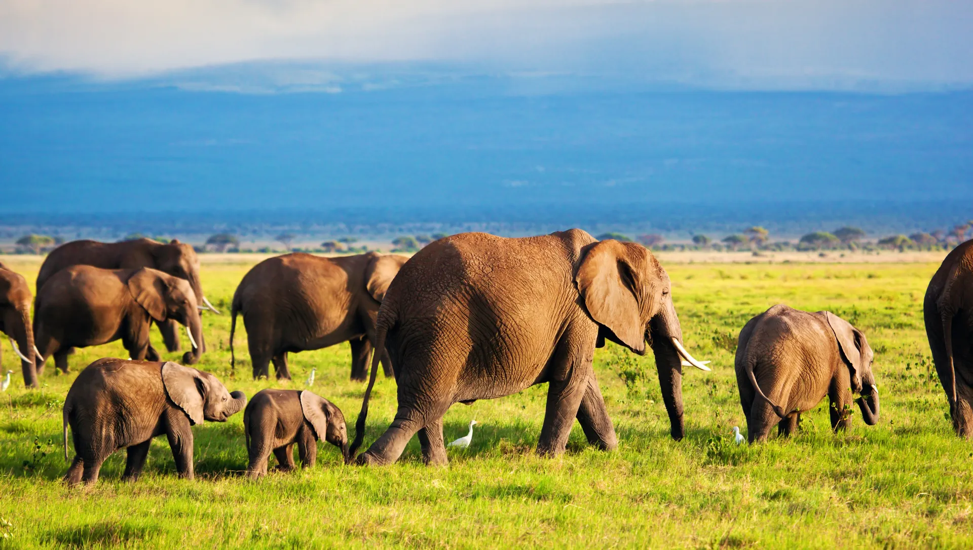 Kenyan Safari - Kenya Tours | Mercury Holidays
